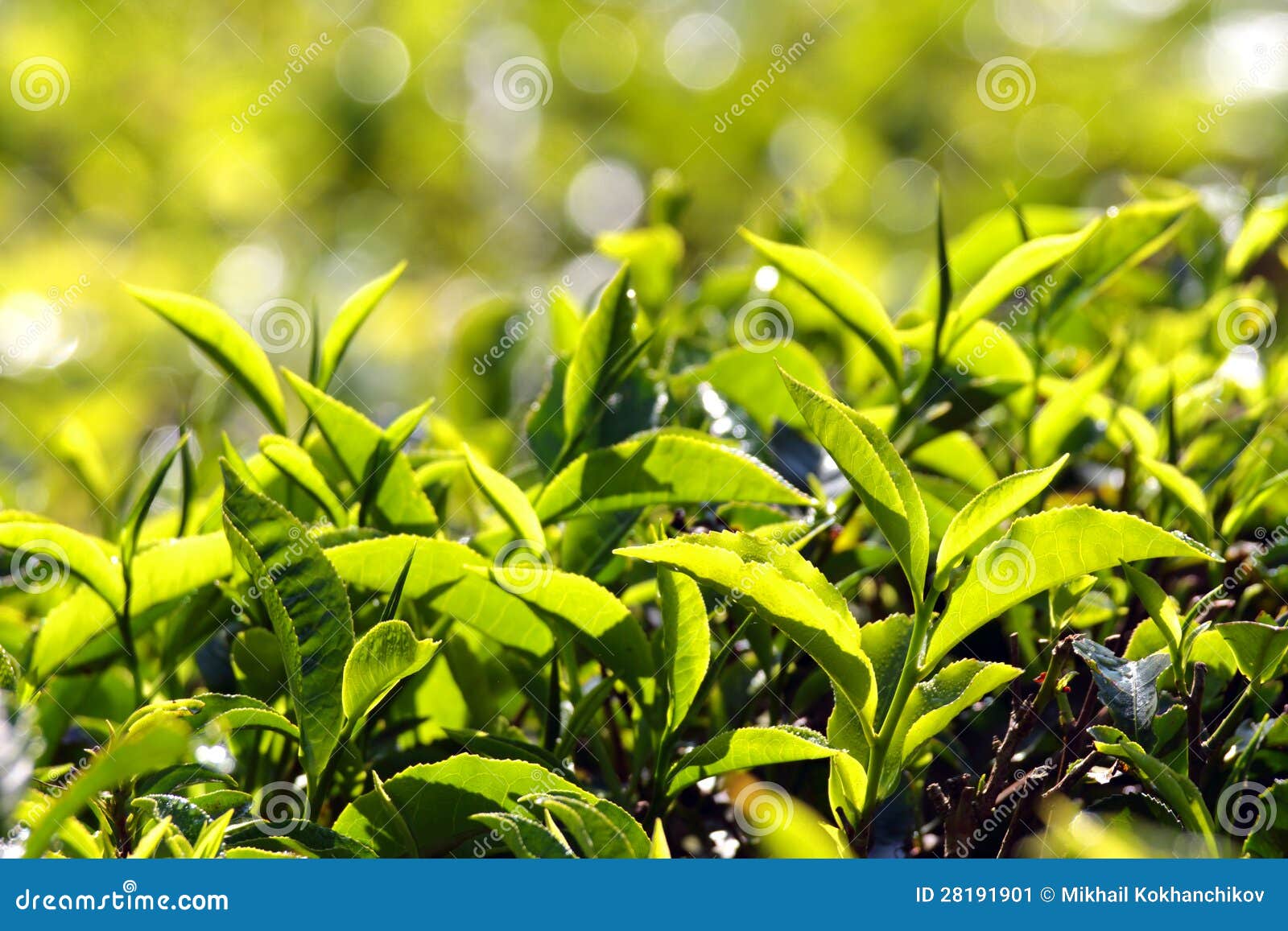 Tea plants stock image. Image of sunlight, lush, outdoors - 28191901