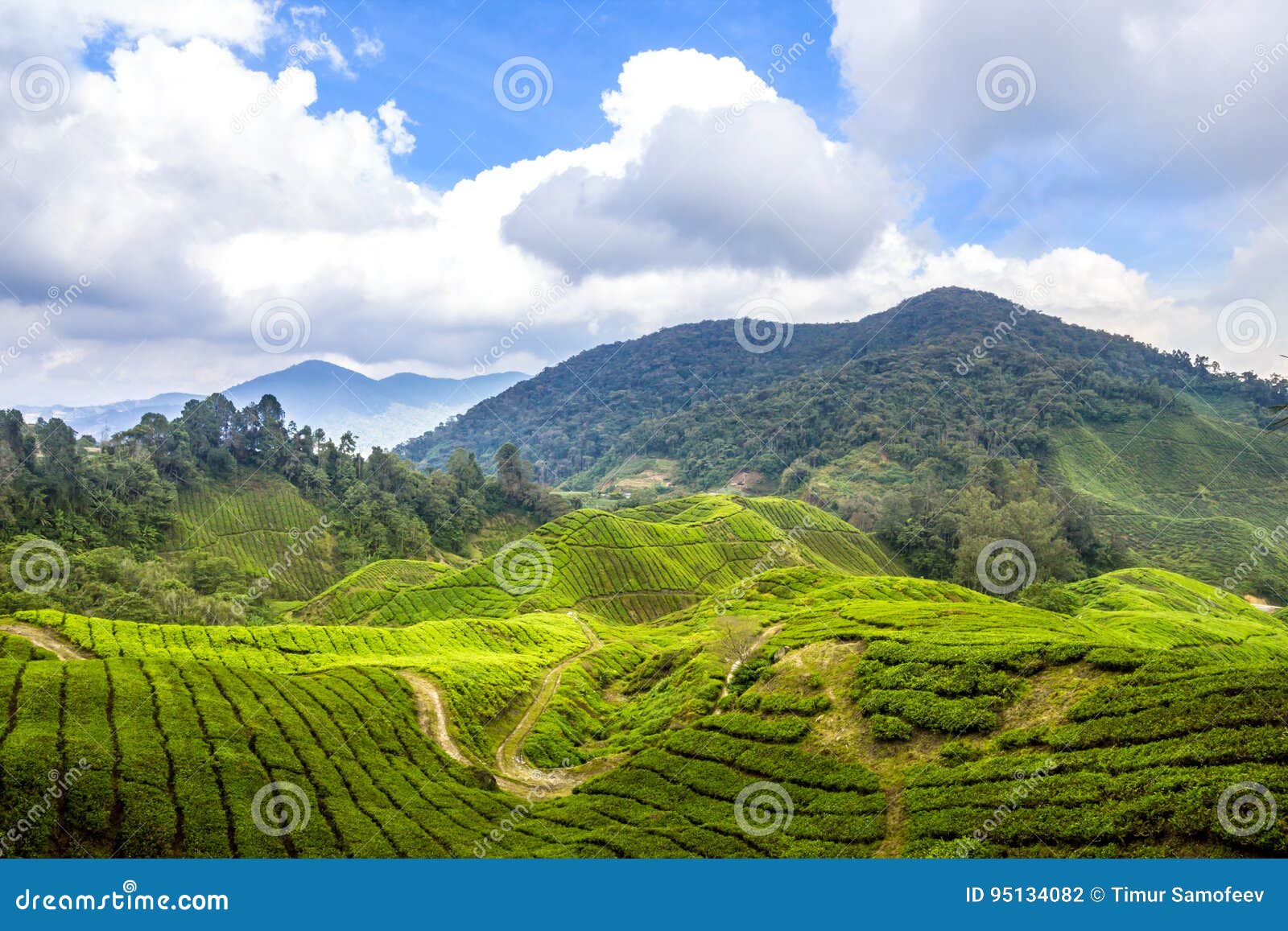 Tea Plants Cameron Highlands Stock Photo - Image of green, highlands ...