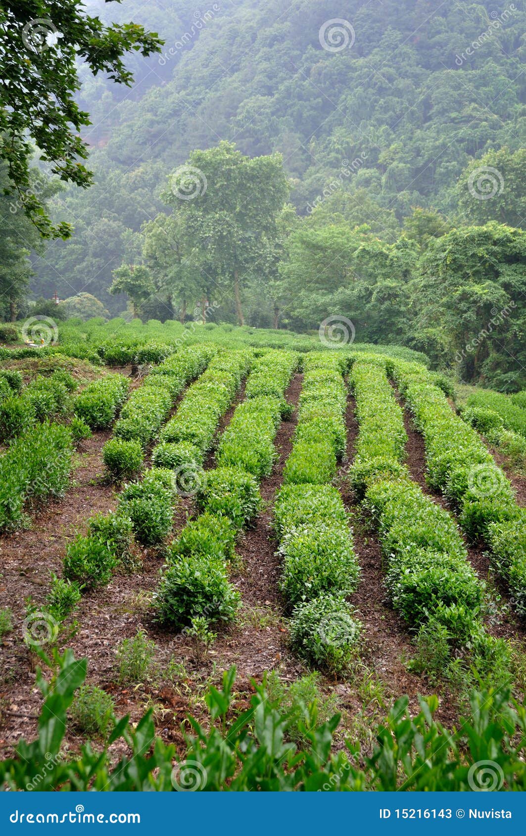 Tea plants fields stock image. Image of industry, beverage - 15216143