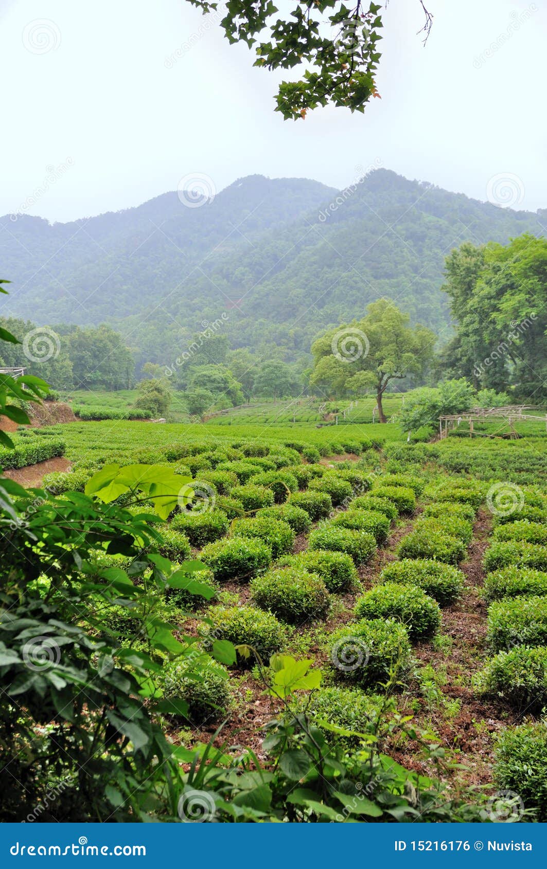 Tea plants fields stock photo. Image of health, hangzhou - 15216176