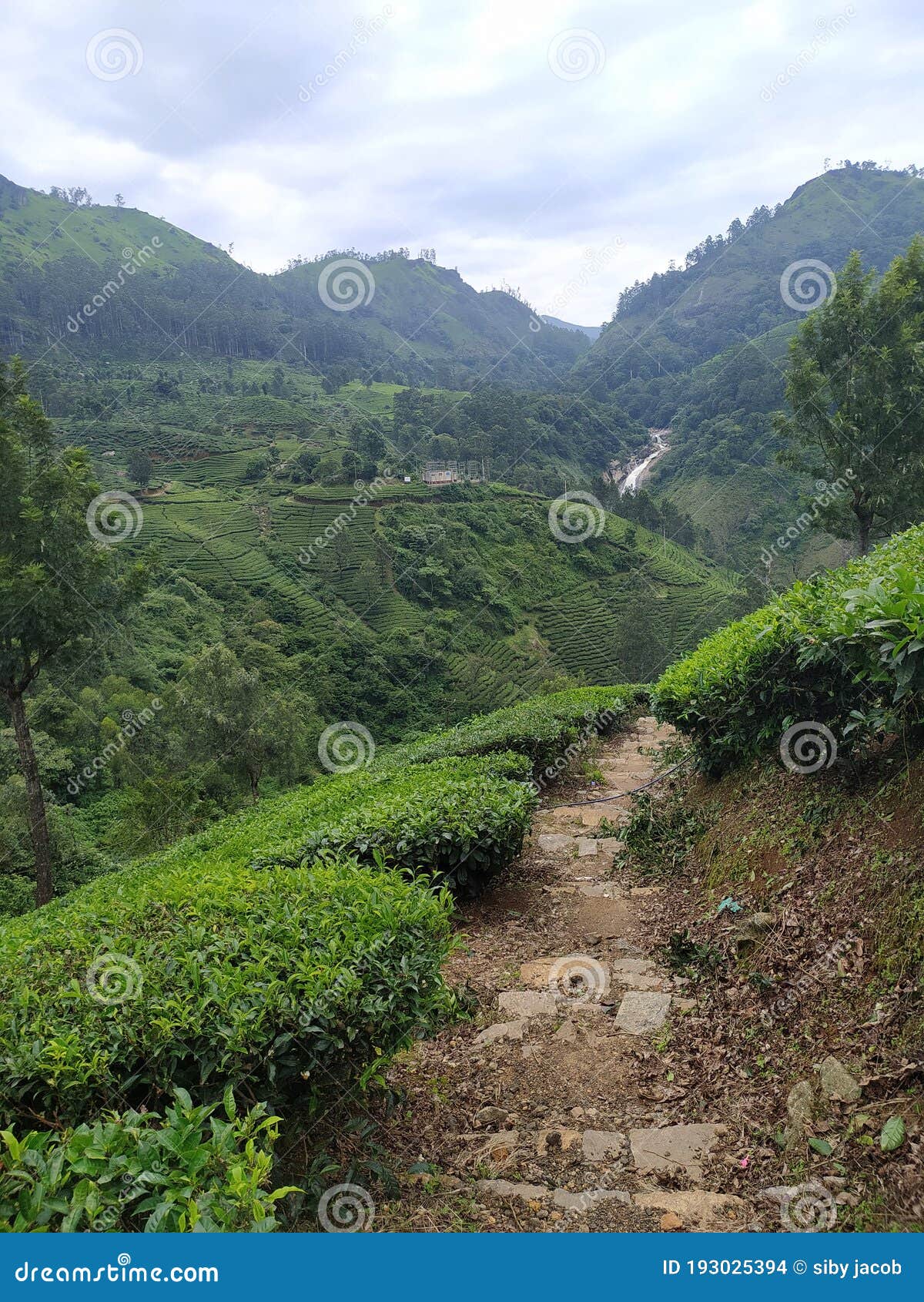 Tea plants .. stock photo. Image of plants, stream, ravine - 193025394