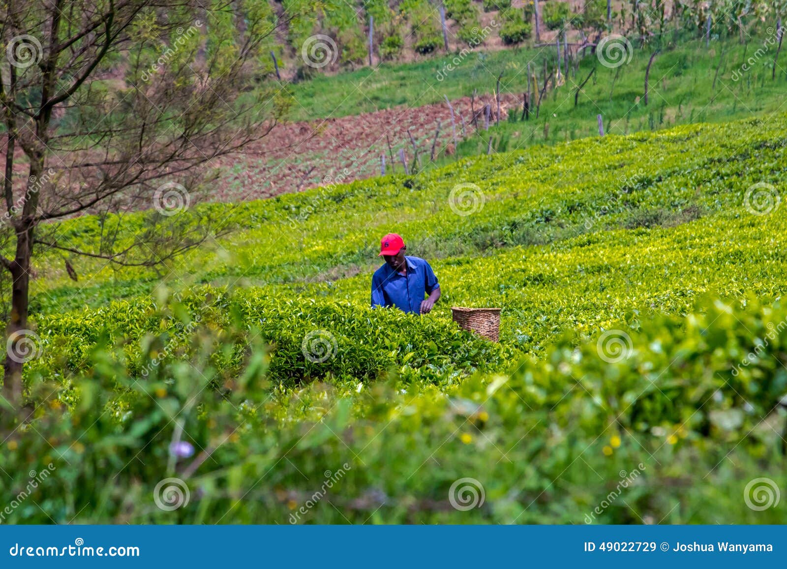 Tea Plucker editorial stock image. Image of nature, pick - 49022729