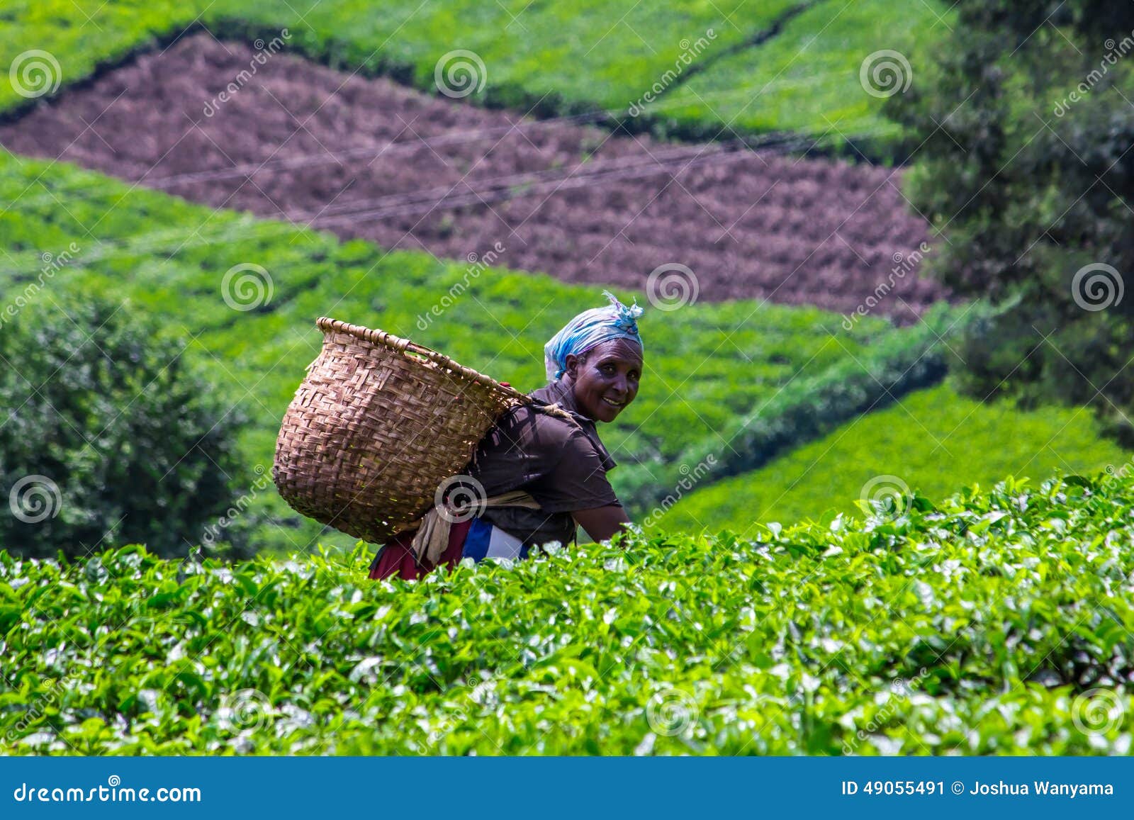 Tea Plucker editorial photo. Image of ceremony, basket - 49055491