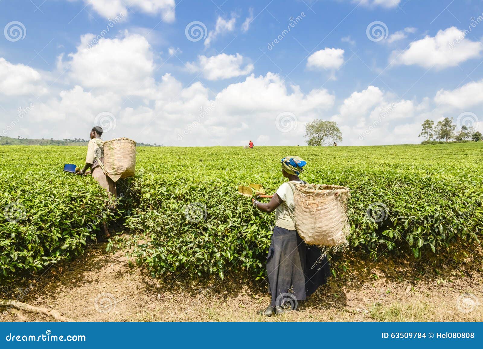 Tea Harvest. Tea Picker. Women in Tea Plantation Picking Young Tea ...