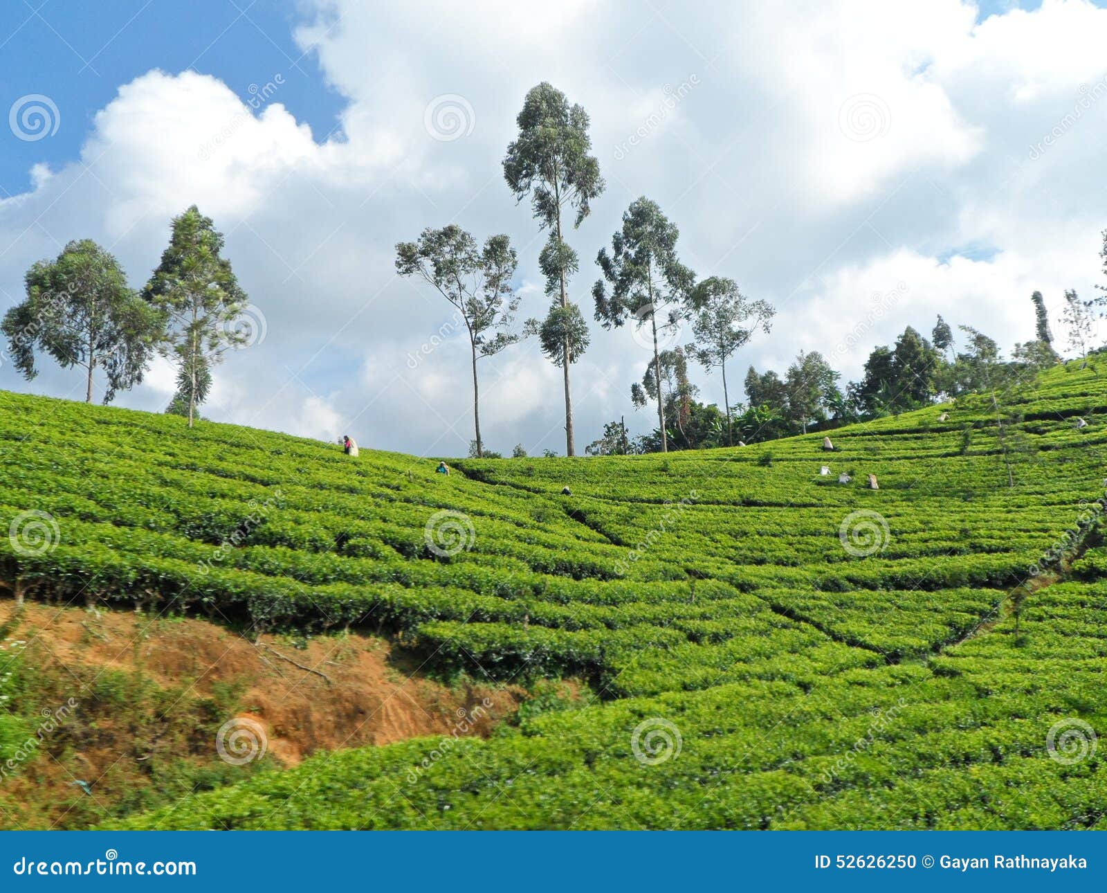 Tea plucking stock photo. Image of plucking, lanka, track - 52626250