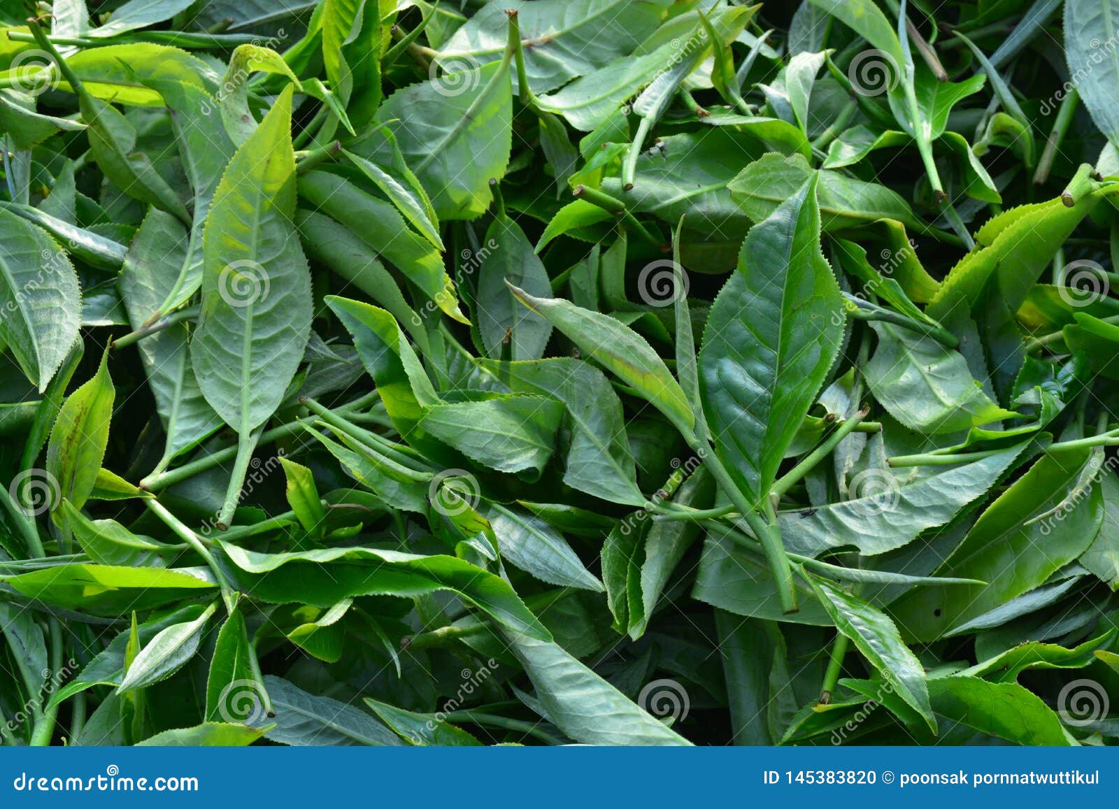 Tea Plucking, Tea Production Starts with Plucking. Stock Photo - Image ...