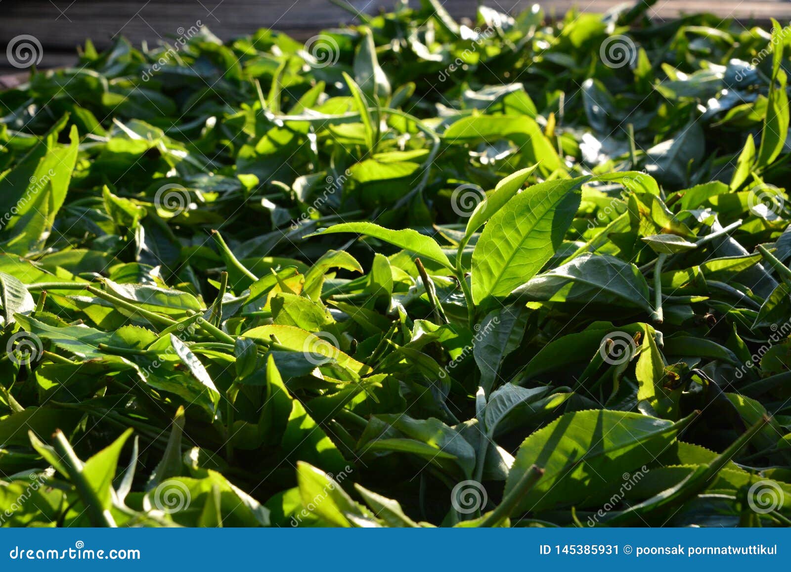Tea Plucking, Tea Production Starts with Plucking. Stock Image - Image ...