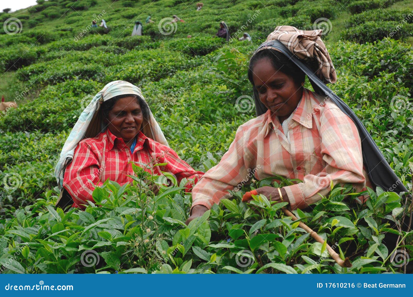 Tea Plucking in South India Editorial Photo - Image of munnar, lady ...