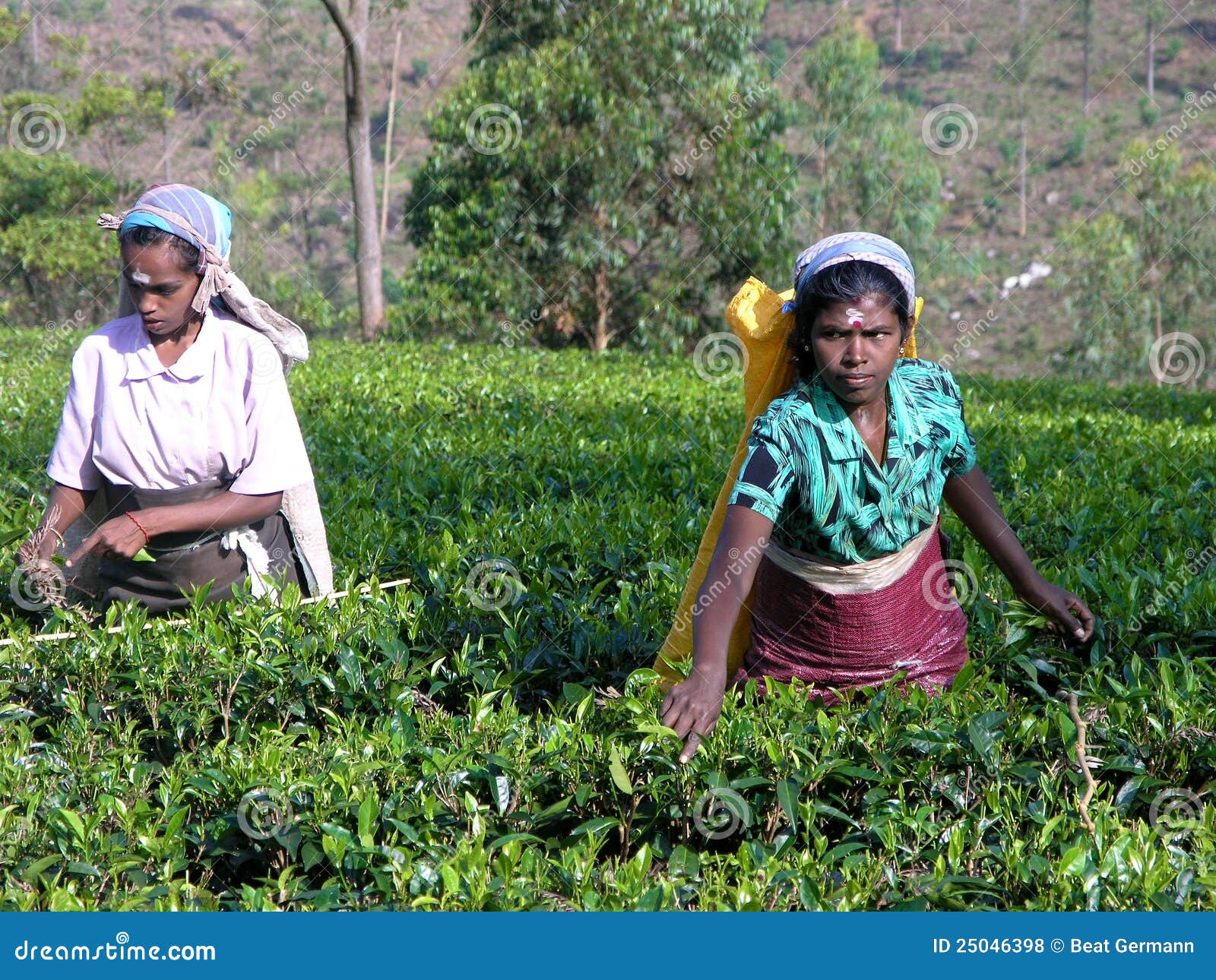 Tea Plucking in South India Editorial Stock Photo - Image of nilgiri ...