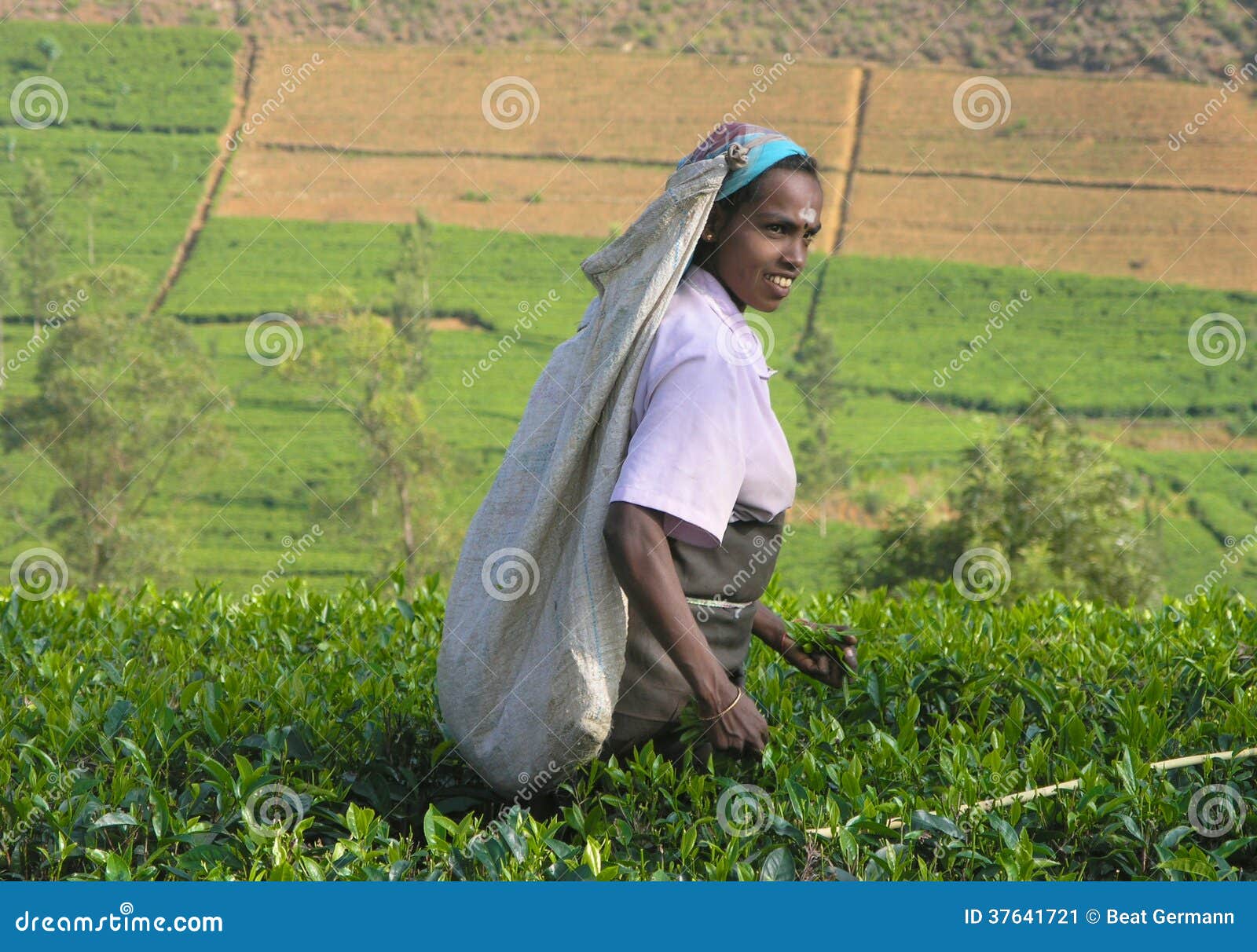 Tea Plucking in South India Editorial Photo - Image of forest, hills ...