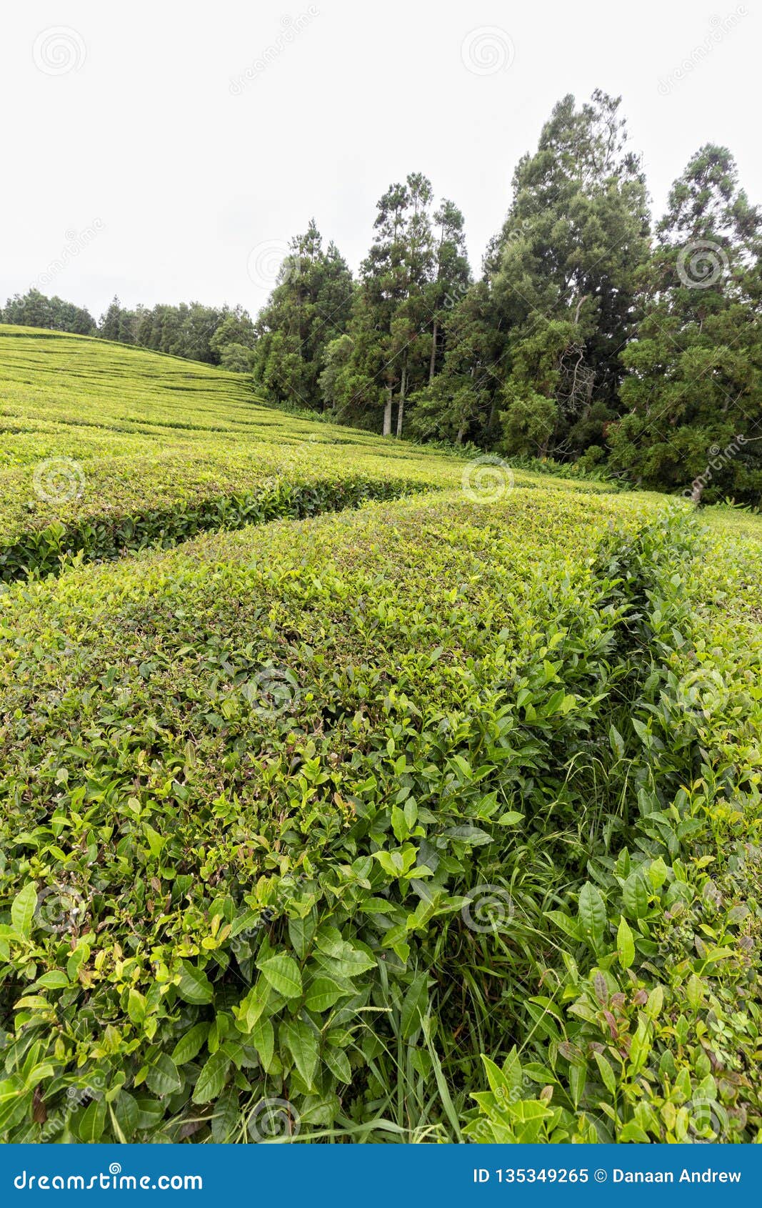 Tea portrait stock image. Image of business, ancient - 135349265