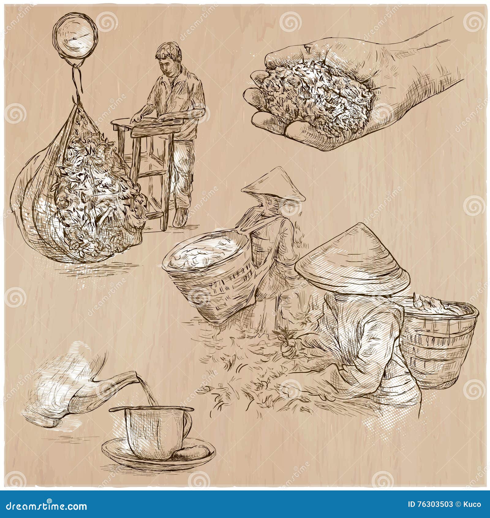 Tea Processing. Agriculture. an Hand Drawn Vector Illustration. Stock ...
