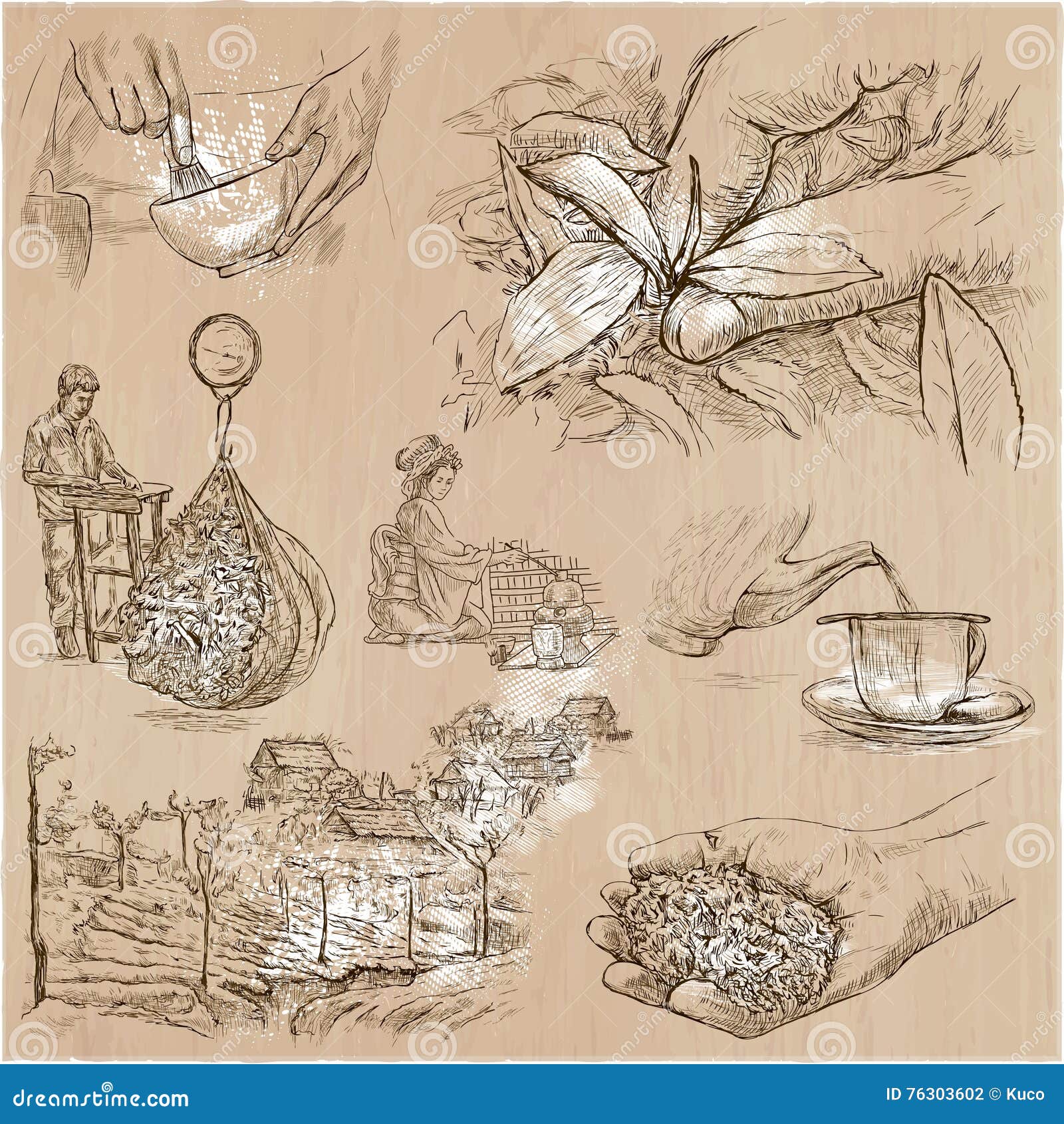 Tea Processing. Agriculture. an Hand Drawn Vector Illustration. Stock ...