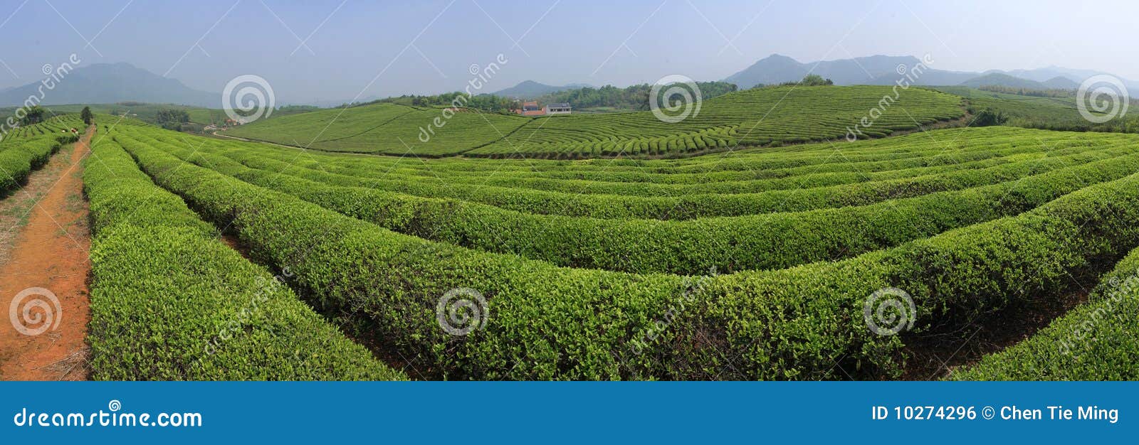 Tea production stock photo. Image of zhuji, china, zhejiang - 10274296