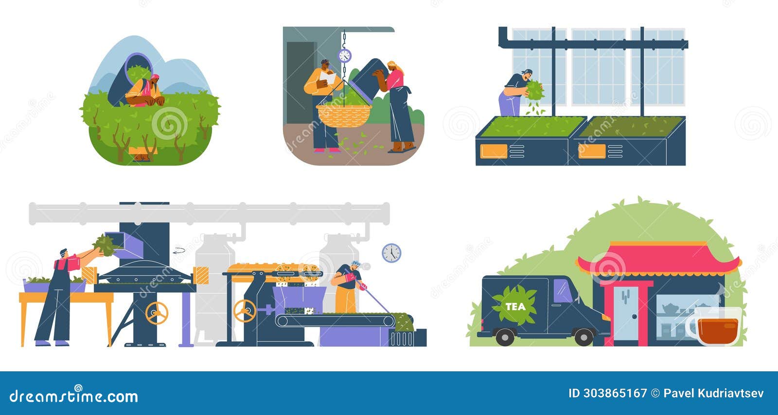 Tea Production Facility, Harvesting, Grading, Fermentation Leaves and ...