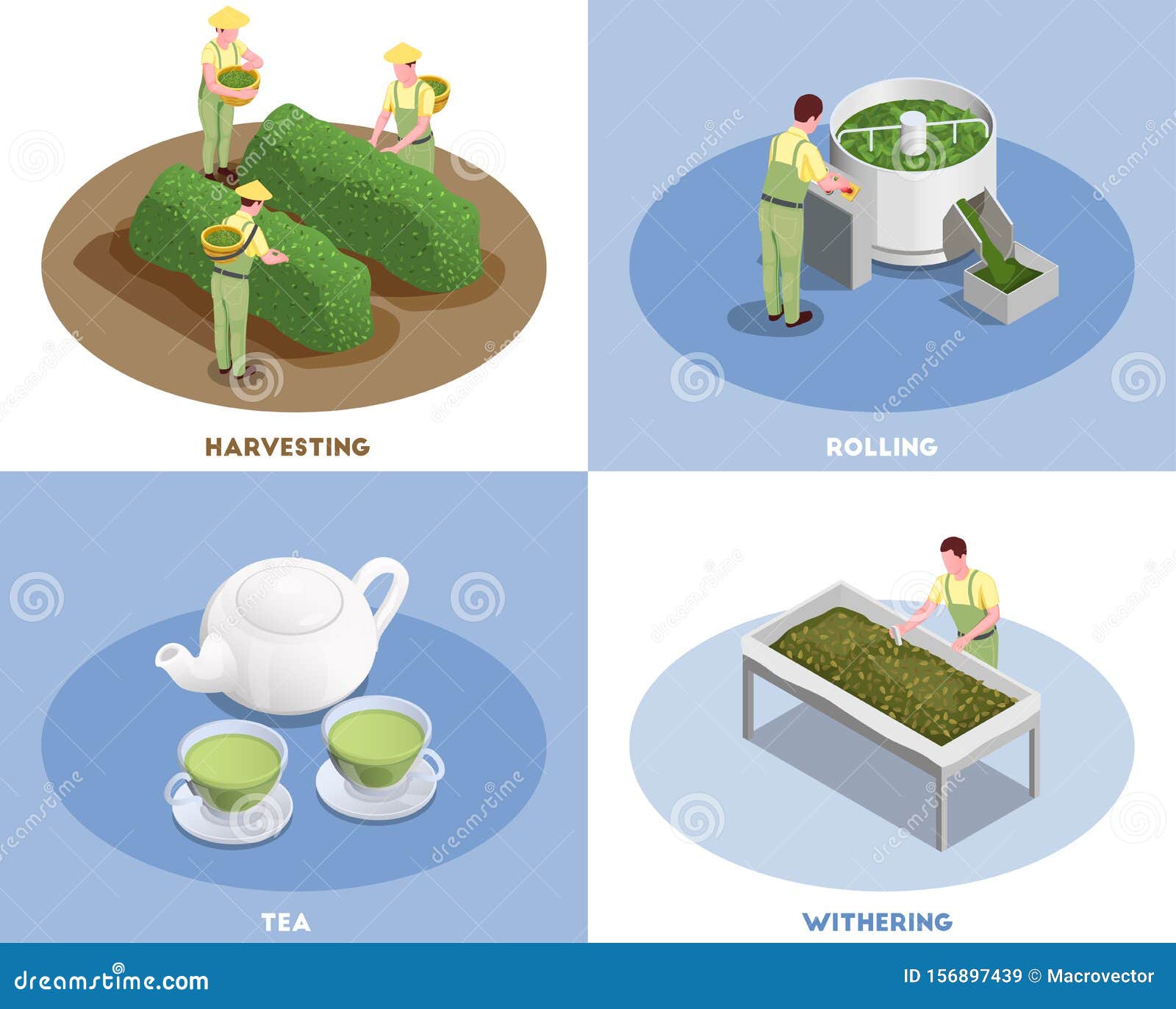 Tea Production Isometric Concept Stock Vector - Illustration of ...