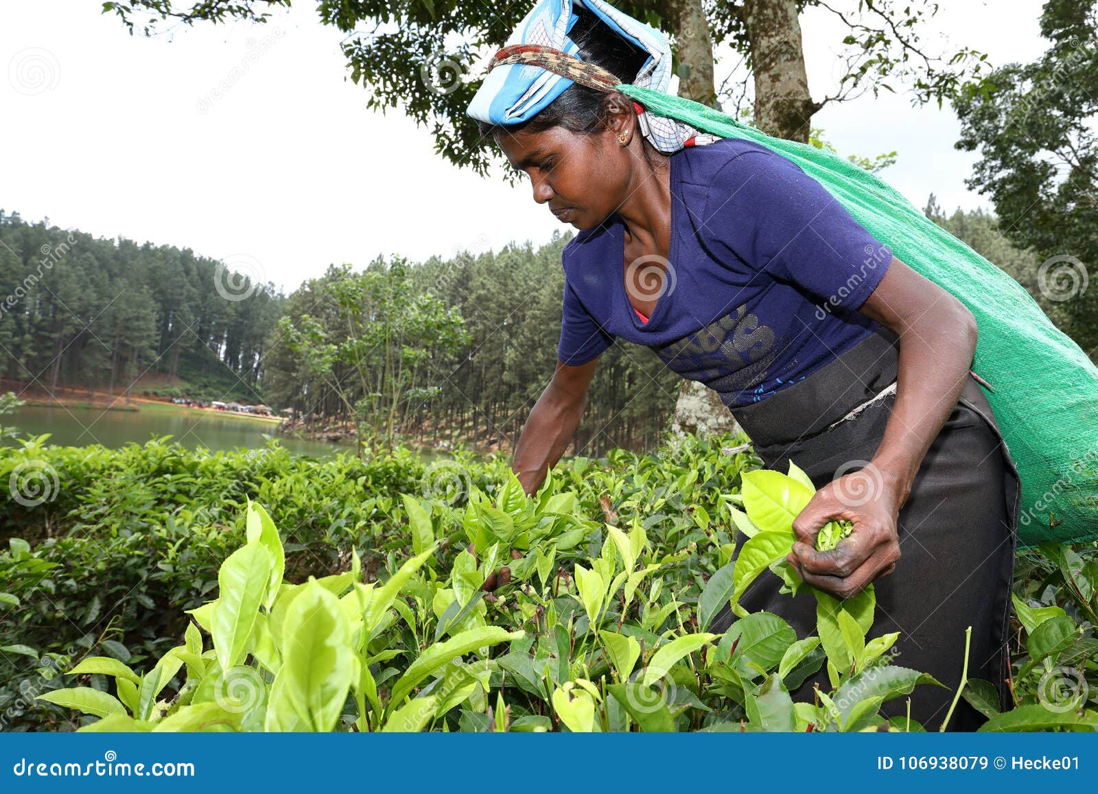 Tea Production and Tea Pickers in Sri Lanka Stock Image - Image of ...