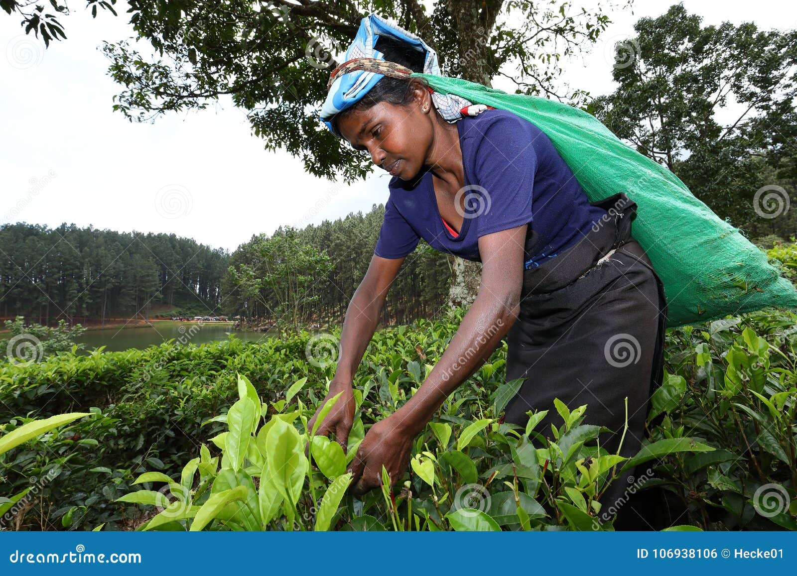 Tea Production and Tea Pickers in Sri Lanka Stock Photo - Image of ...