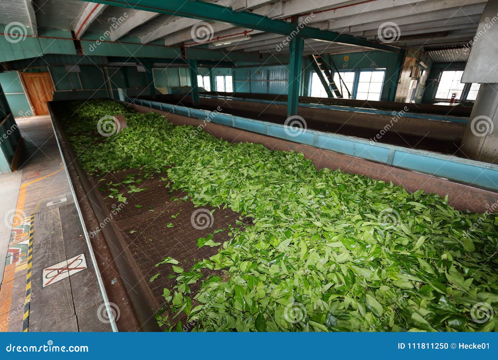 Tea Production in Sri Lanka Editorial Image - Image of industry ...