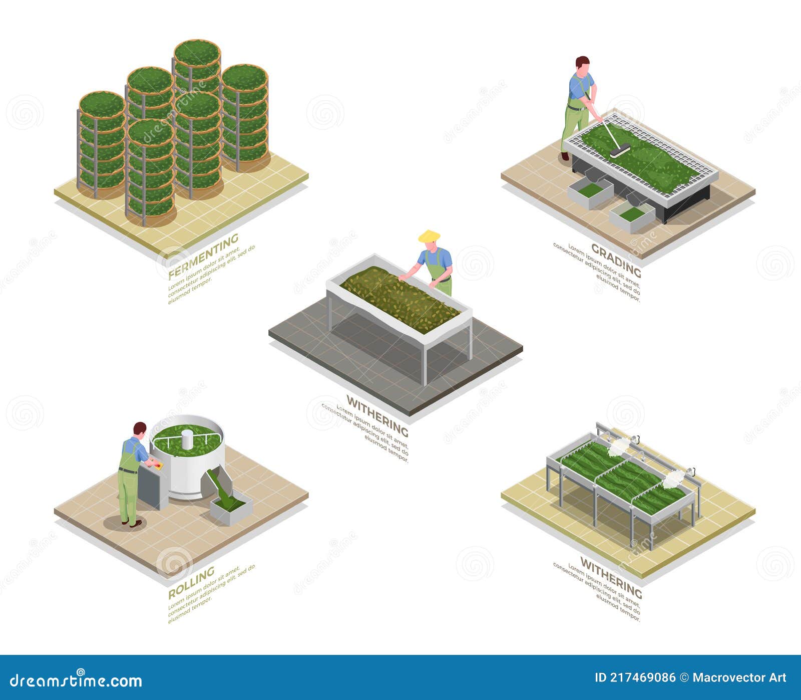 Tea Production Steps Isometric Set Stock Vector - Illustration of ...
