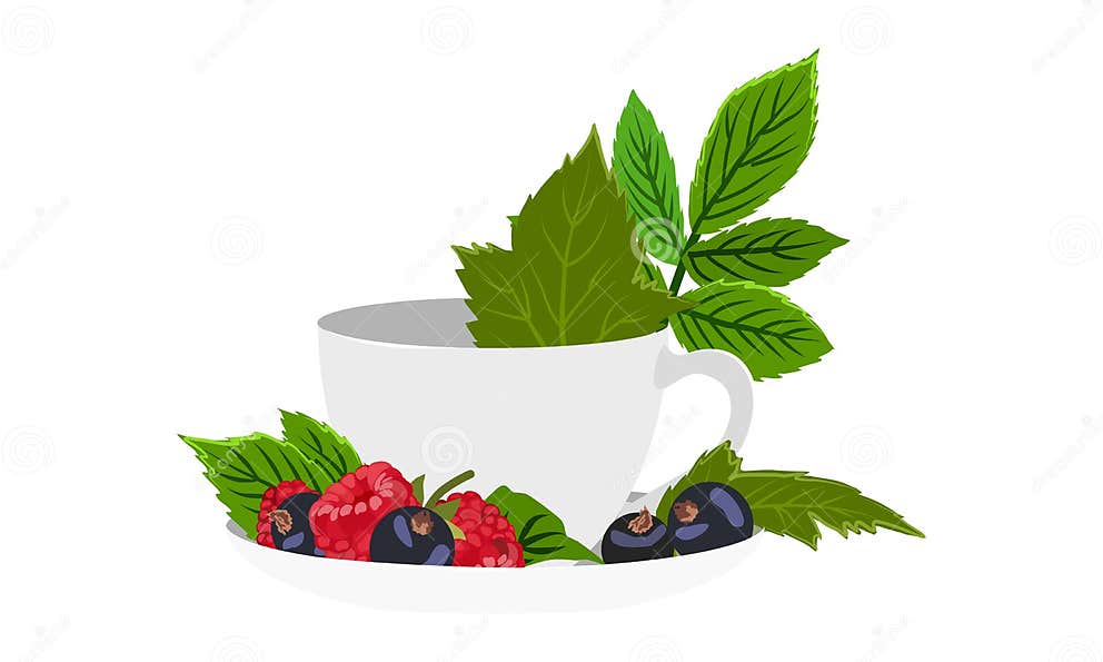Tea with Raspberry and Currant Leaves and Berries a Large White Ceramic ...