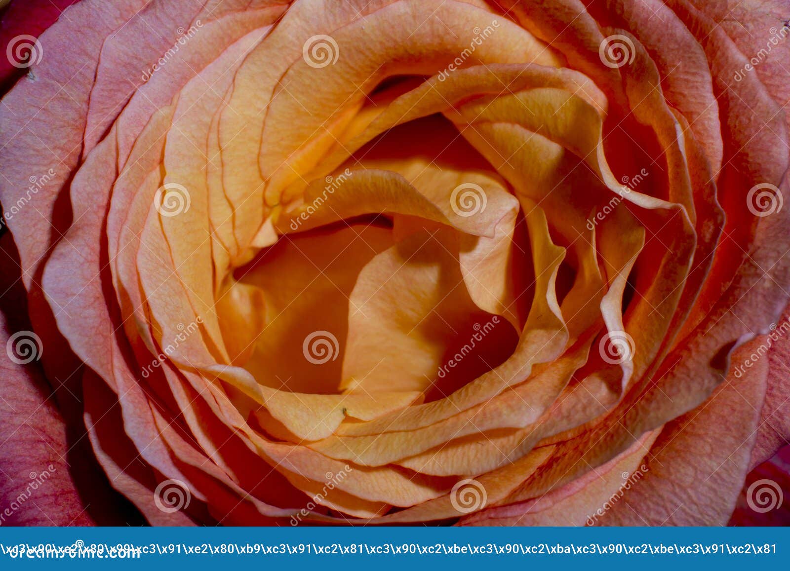 Tea rose. Blooming flower stock image. Image of happy - 145697911