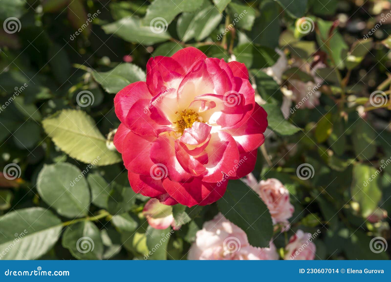 Tea Rose Bush, Beautiful Flower Close-up Stock Photo - Image of ...