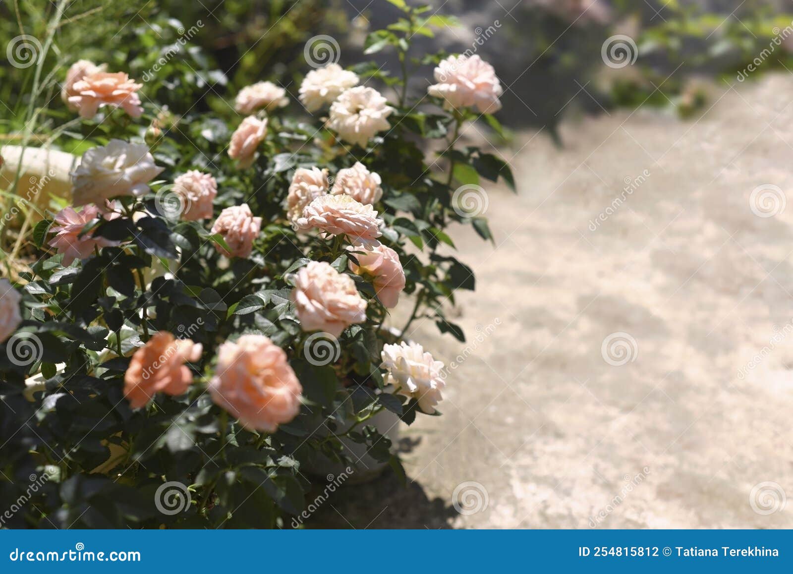 Tea Rose Bush Blooming in Vietnam Stock Photo - Image of bush, garden ...