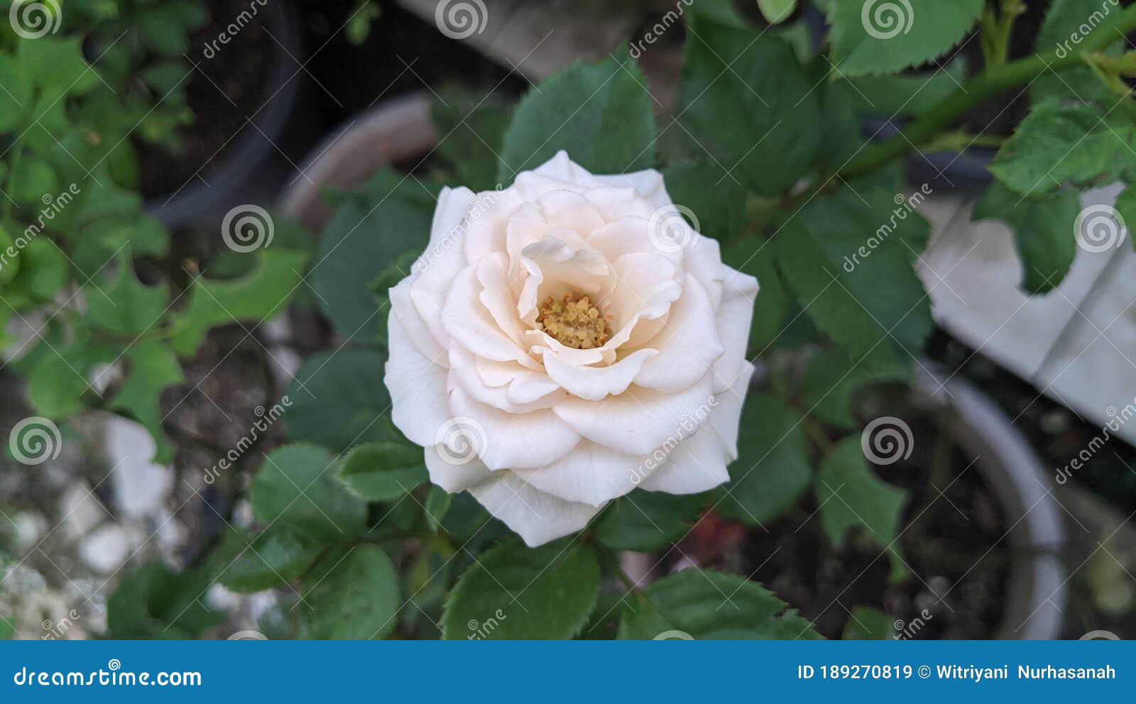 Tea Rose Flower Wallpaper HD Stock Image - Image of peony, bouquet ...