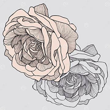 Tea Rose, Hand-drawing. Vector Illustration. Stock Vector ...