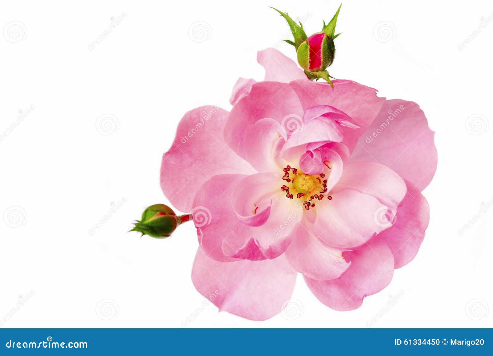 Tea rose. stock photo. Image of beauty, flowers, closeup - 61334450