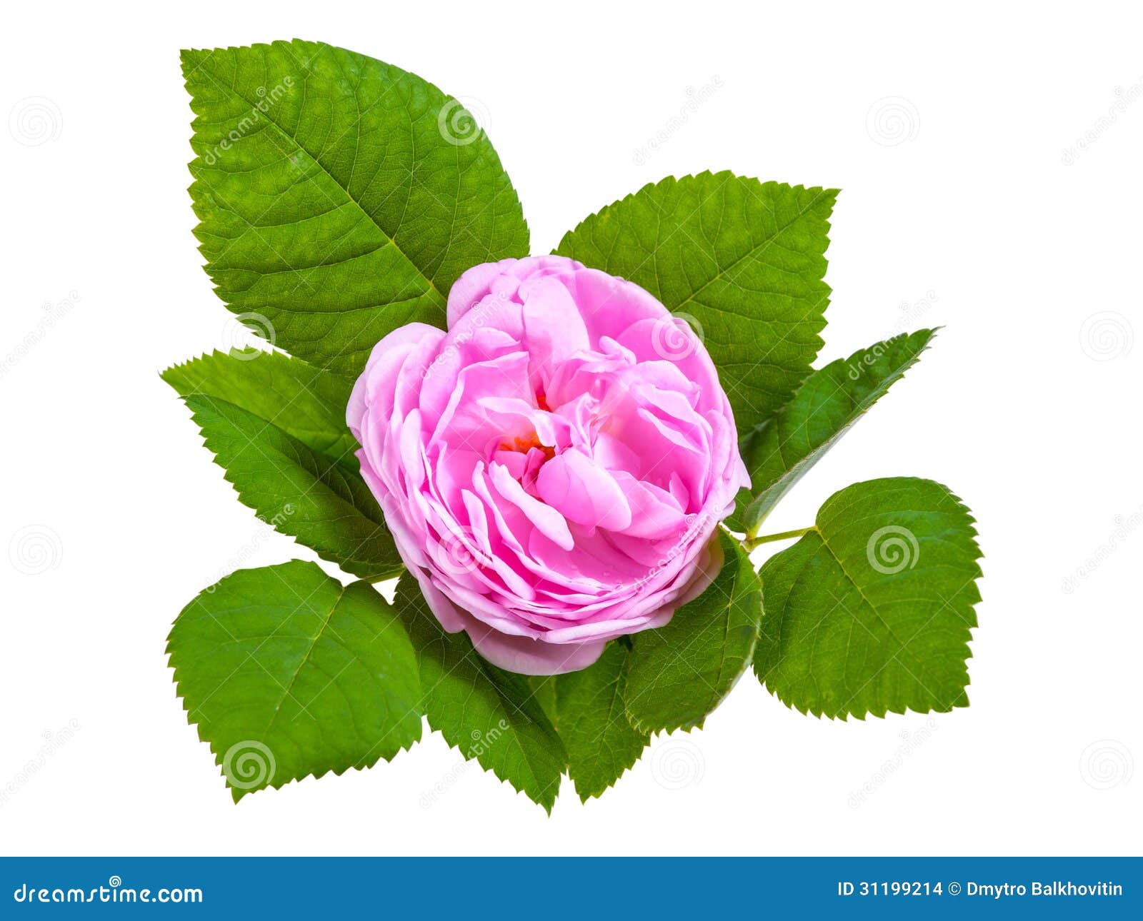 Tea rose pink flowers stock photo. Image of bouquet, design - 31199214