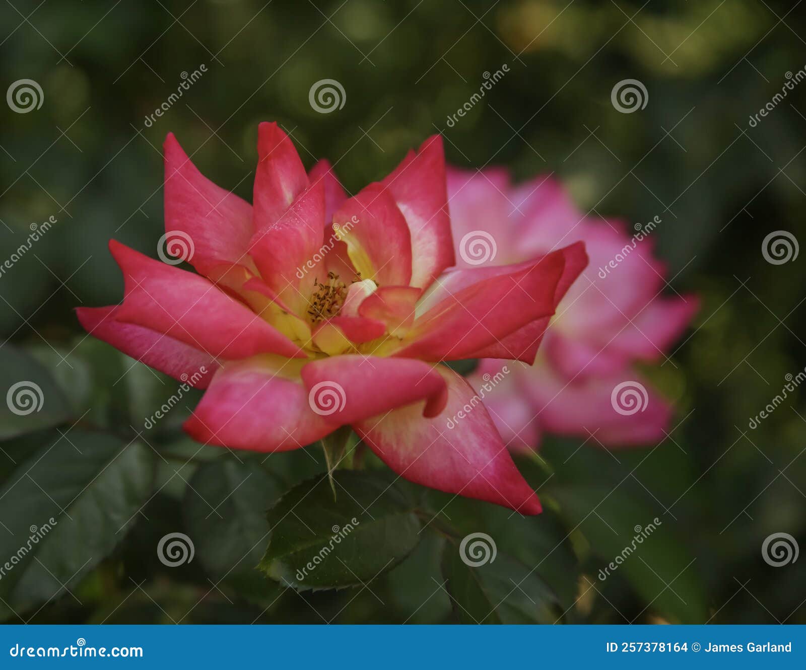 Tea Rose . Red stock photo. Image of single, pink, soft - 257378164