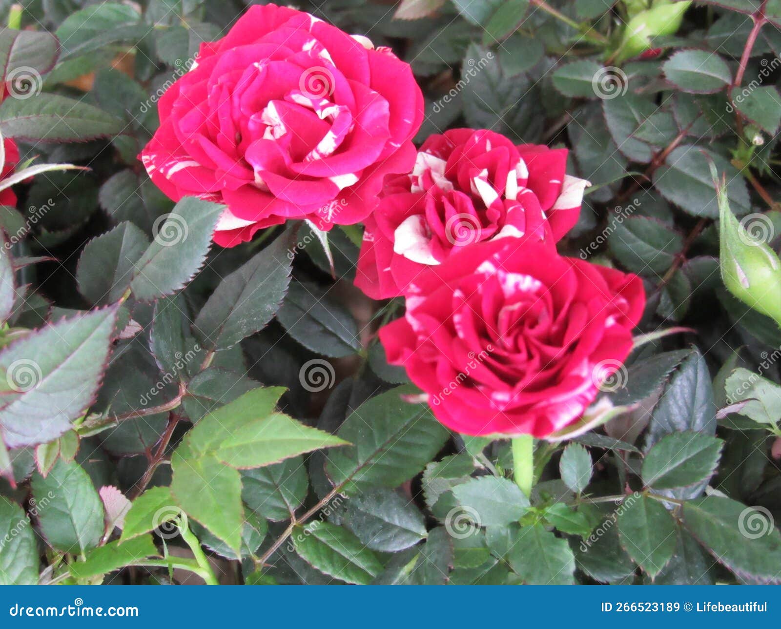Tea rose stock image. Image of leaf, garden, plant, white - 266523189