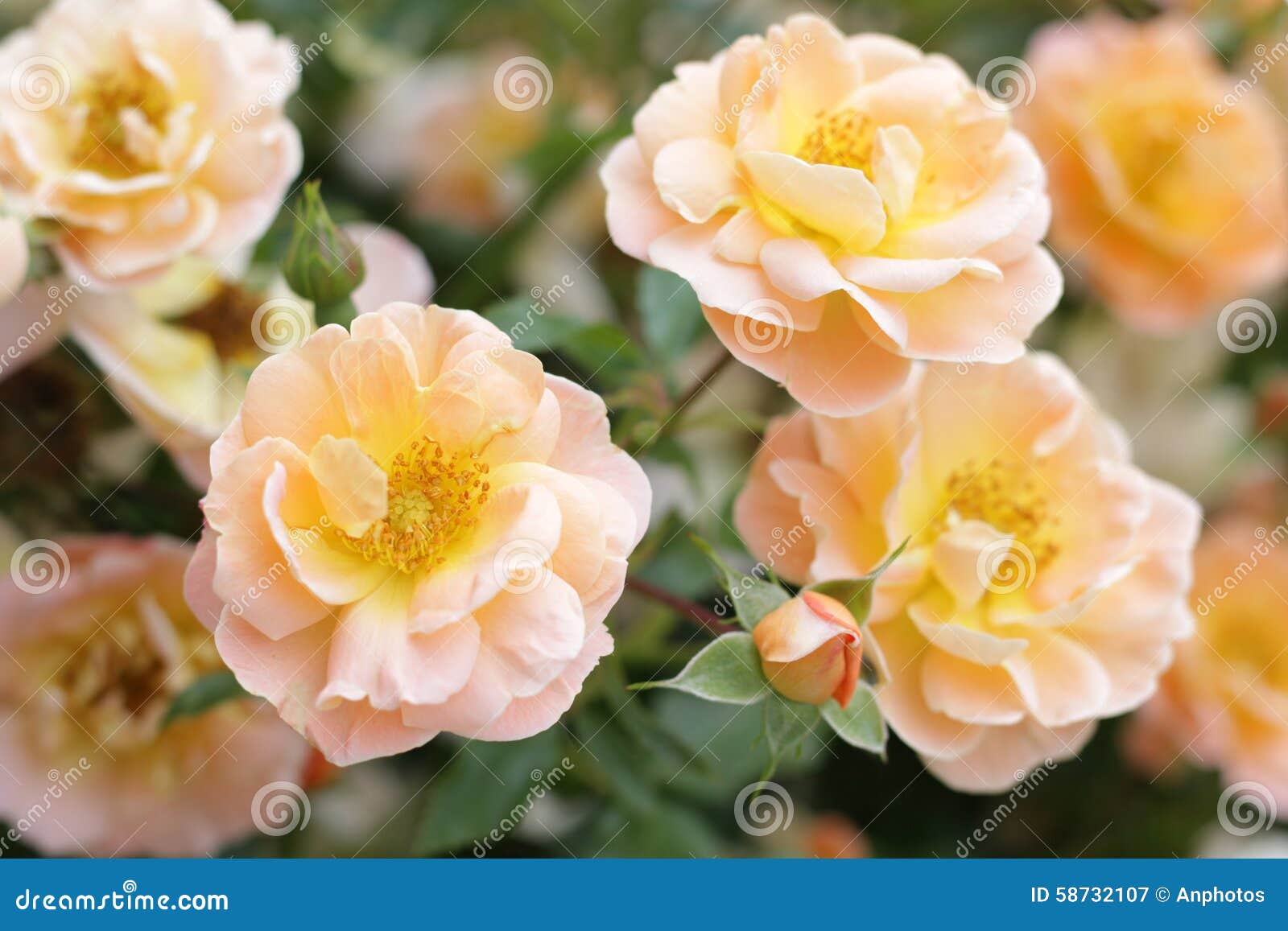 Tea rose stock image. Image of tiny, romance, elegant - 58732107