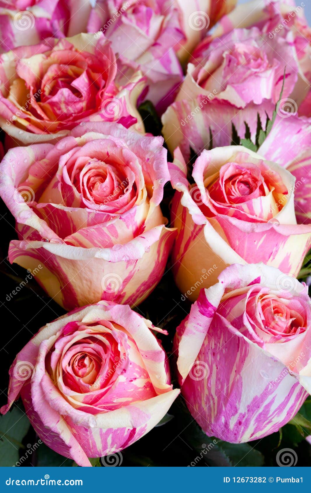 Tea-roses stock photo. Image of blooming, event, bouquet - 12673282