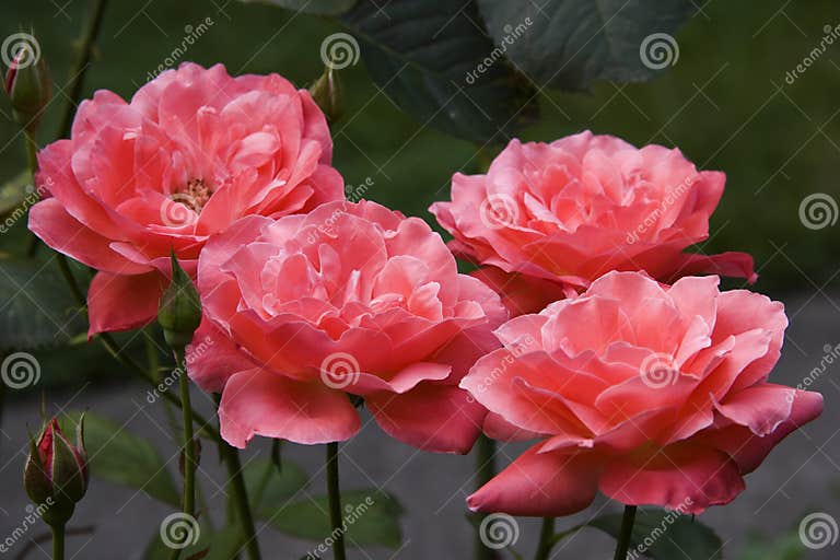 Tea Roses stock photo. Image of showy, plant, coral, roses - 949668