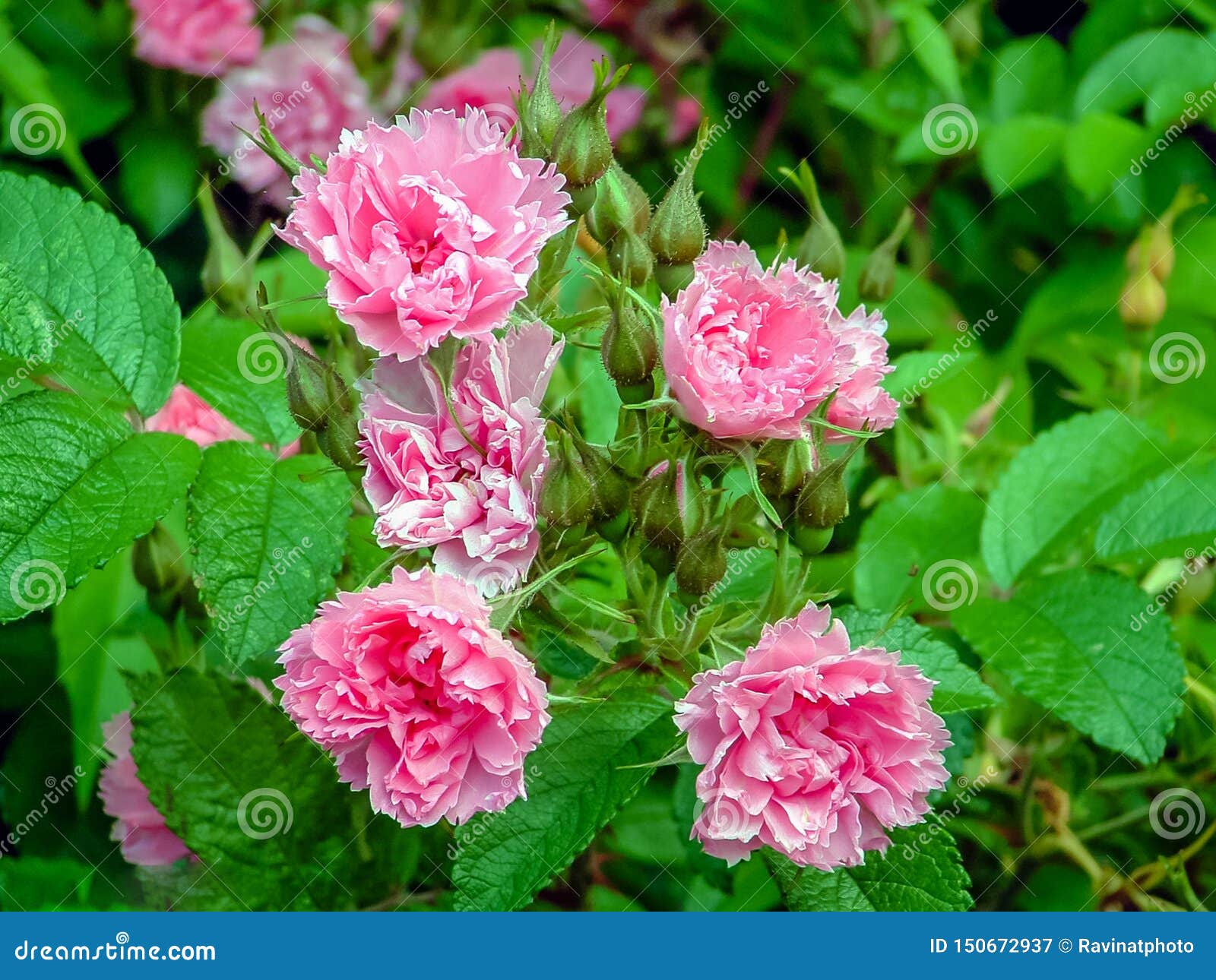 Tea Roses of Cape Breton. Baddeck, NS Stock Image - Image of rocks ...