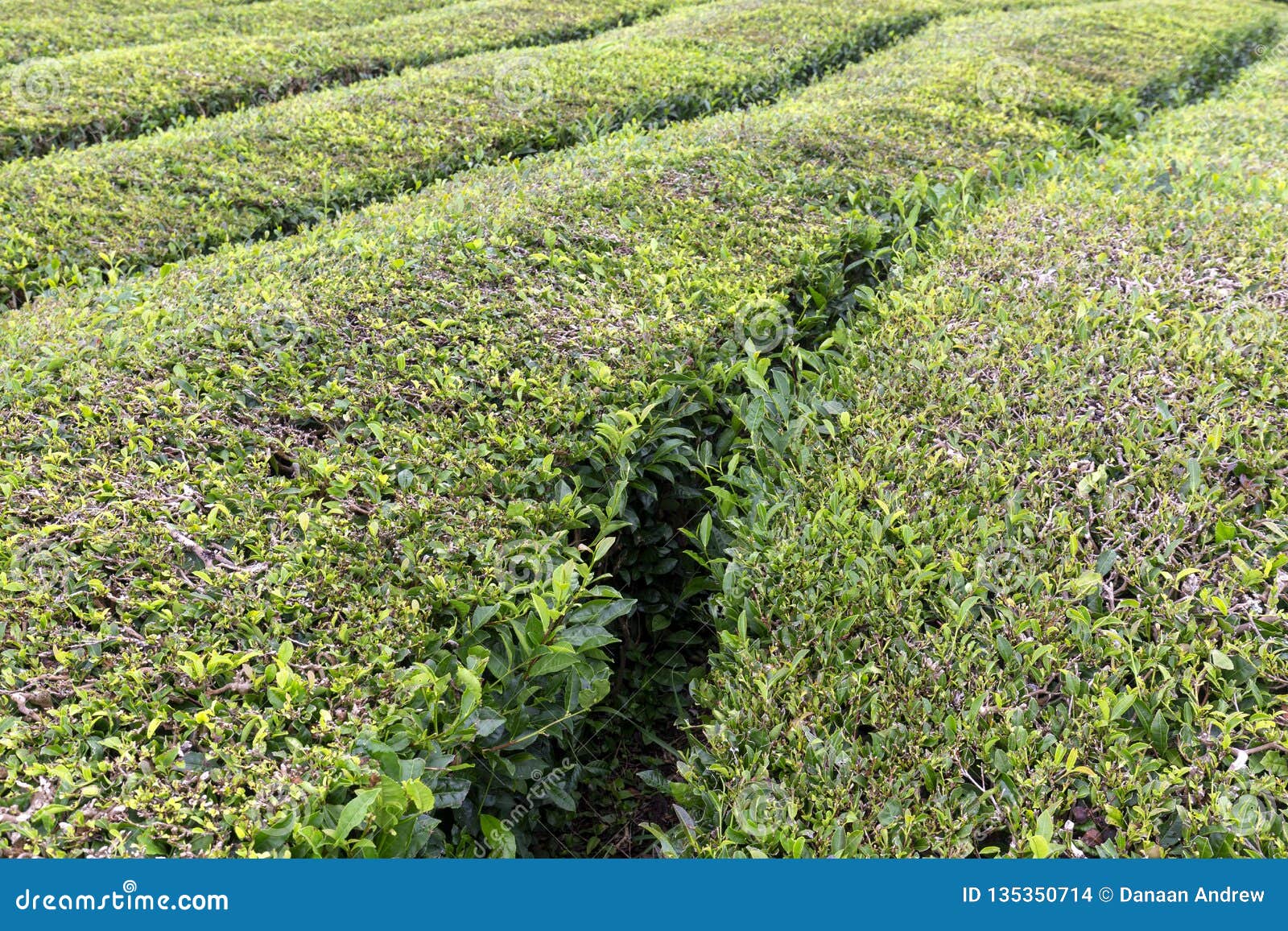 Tea rows in Sao Miguel stock photo. Image of miguel - 135350714