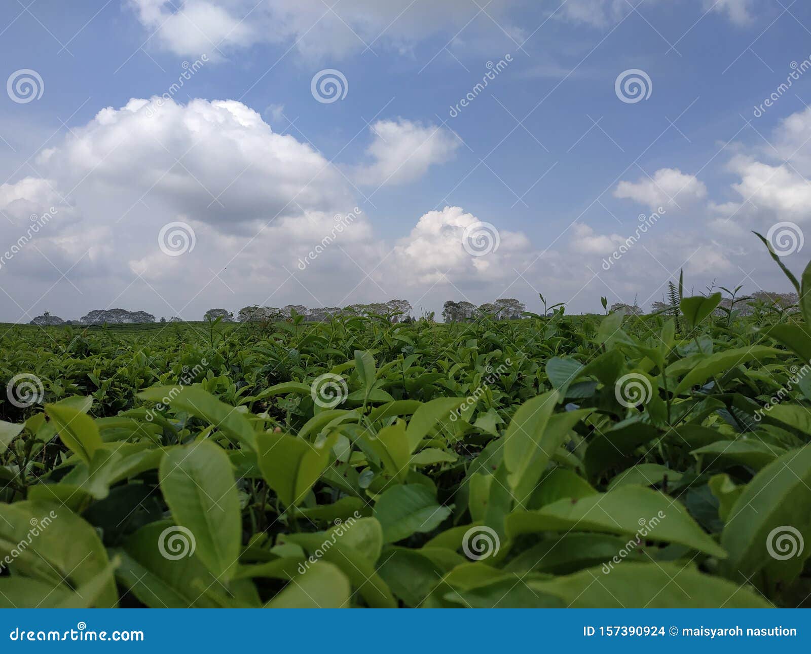 Tea and sky stock photo. Image of langit, kebun - 157390924