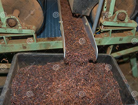 Tea sorting stock image. Image of manufacturing, inside - 32305129