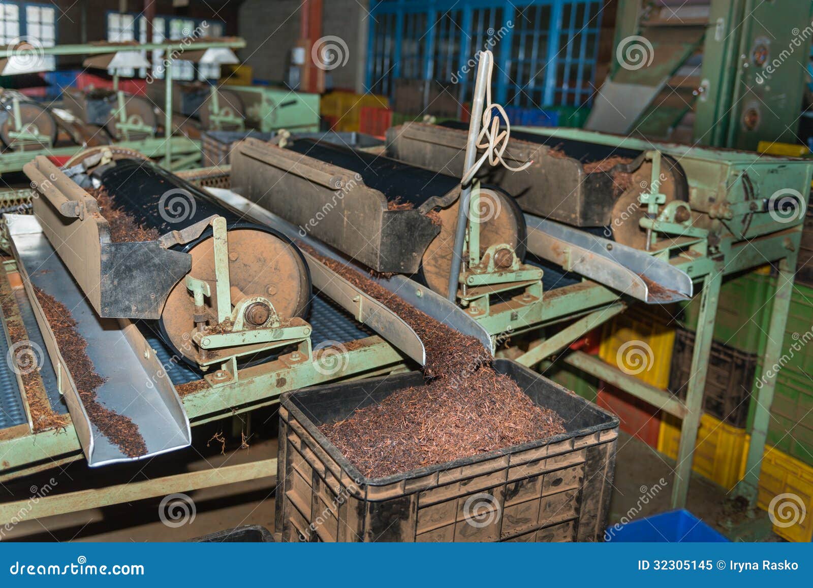 Tea sorting stock image. Image of manufacturing, lush - 32305145