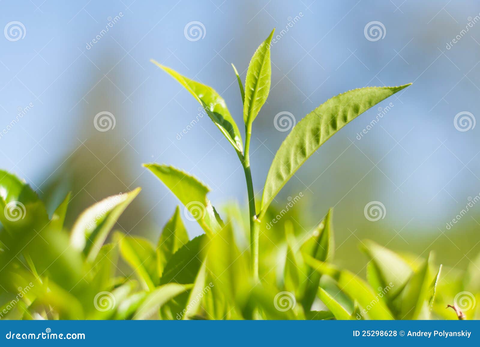 Tea sprout stock photo. Image of agriculture, morning - 25298628