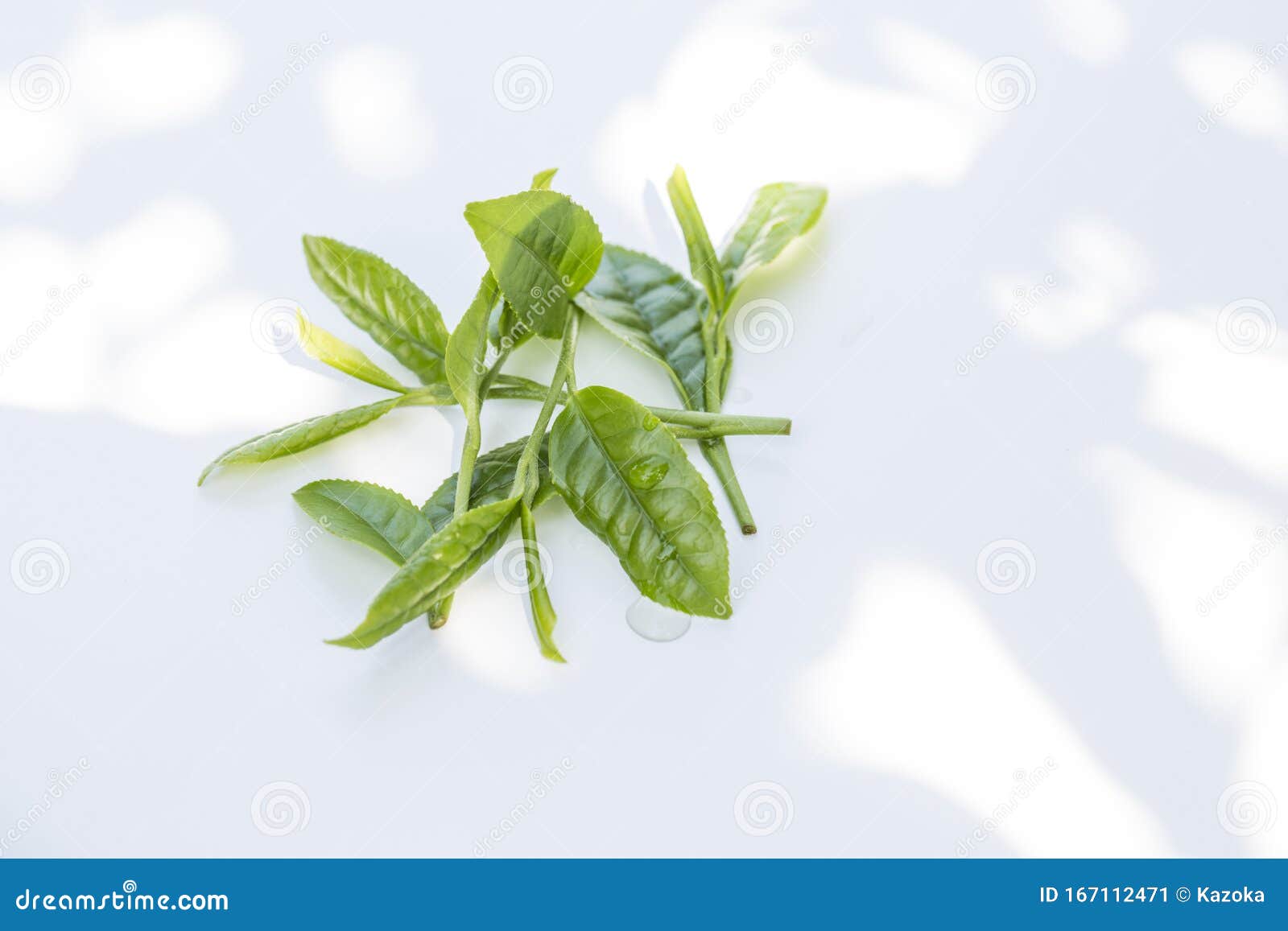 Tea sprout, new tea stock image. Image of back, early - 167112471