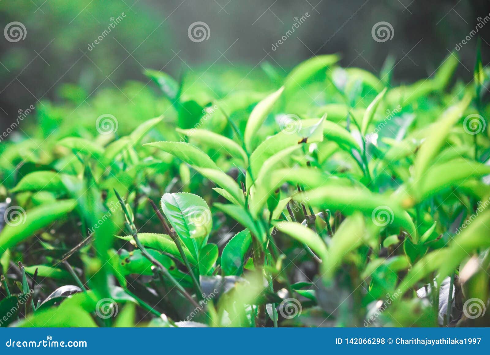 Tea State Morning View in Sri Lanka Stock Photo - Image of located ...