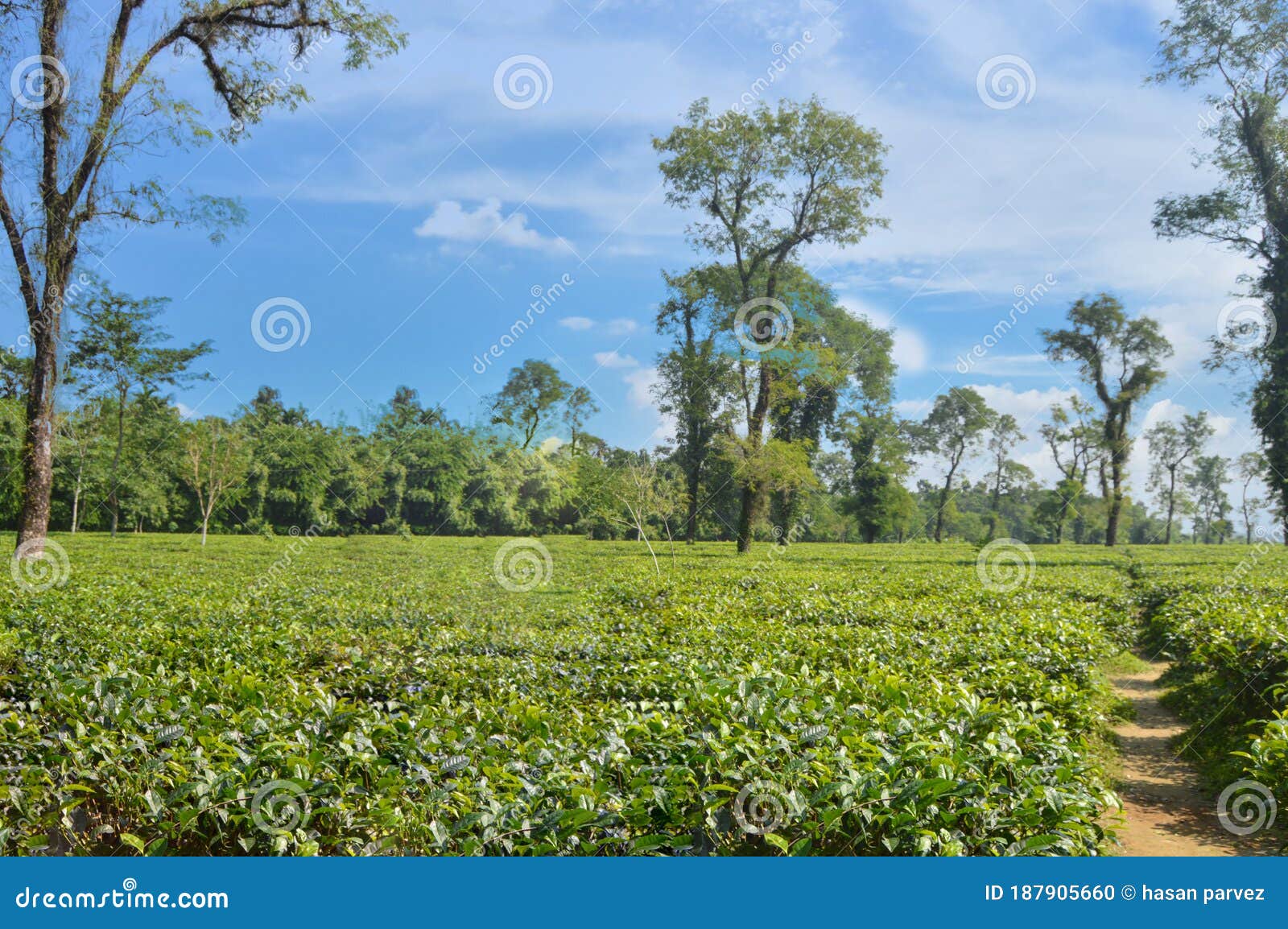 Tea state at sylhet stock photo. Image of pasture, green - 187905660