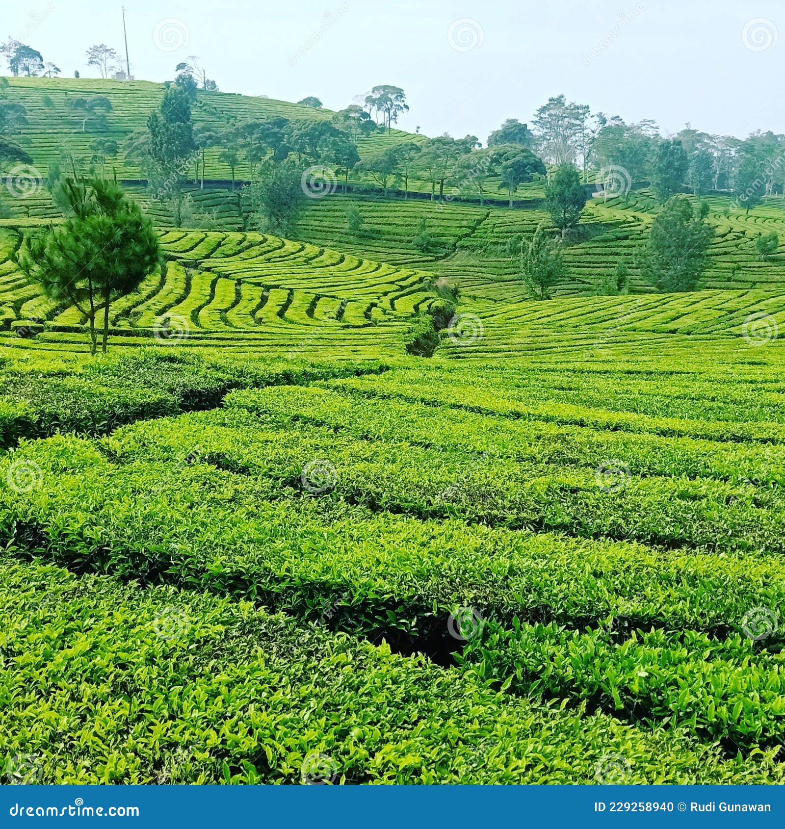 Tea at Sukawana Bandung West Java Stock Photo - Image of sukawana ...