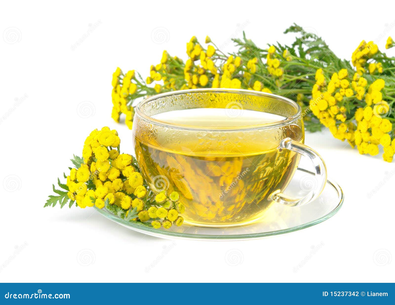 Tea tansy stock photo. Image of leaf, plant, common, bitter - 15237342