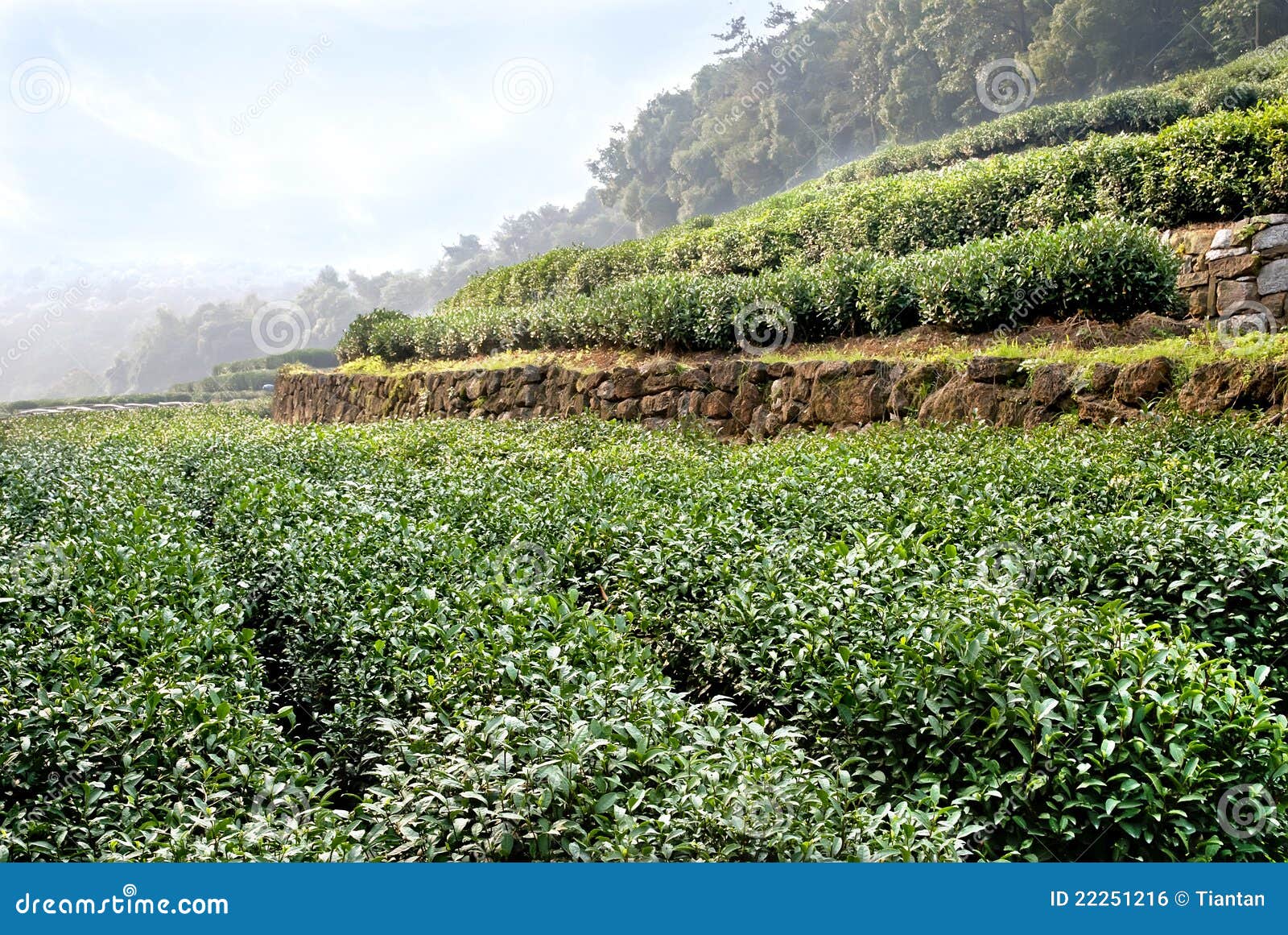 Tea terrace stock photo. Image of countryside, farm, hangzhou - 22251216