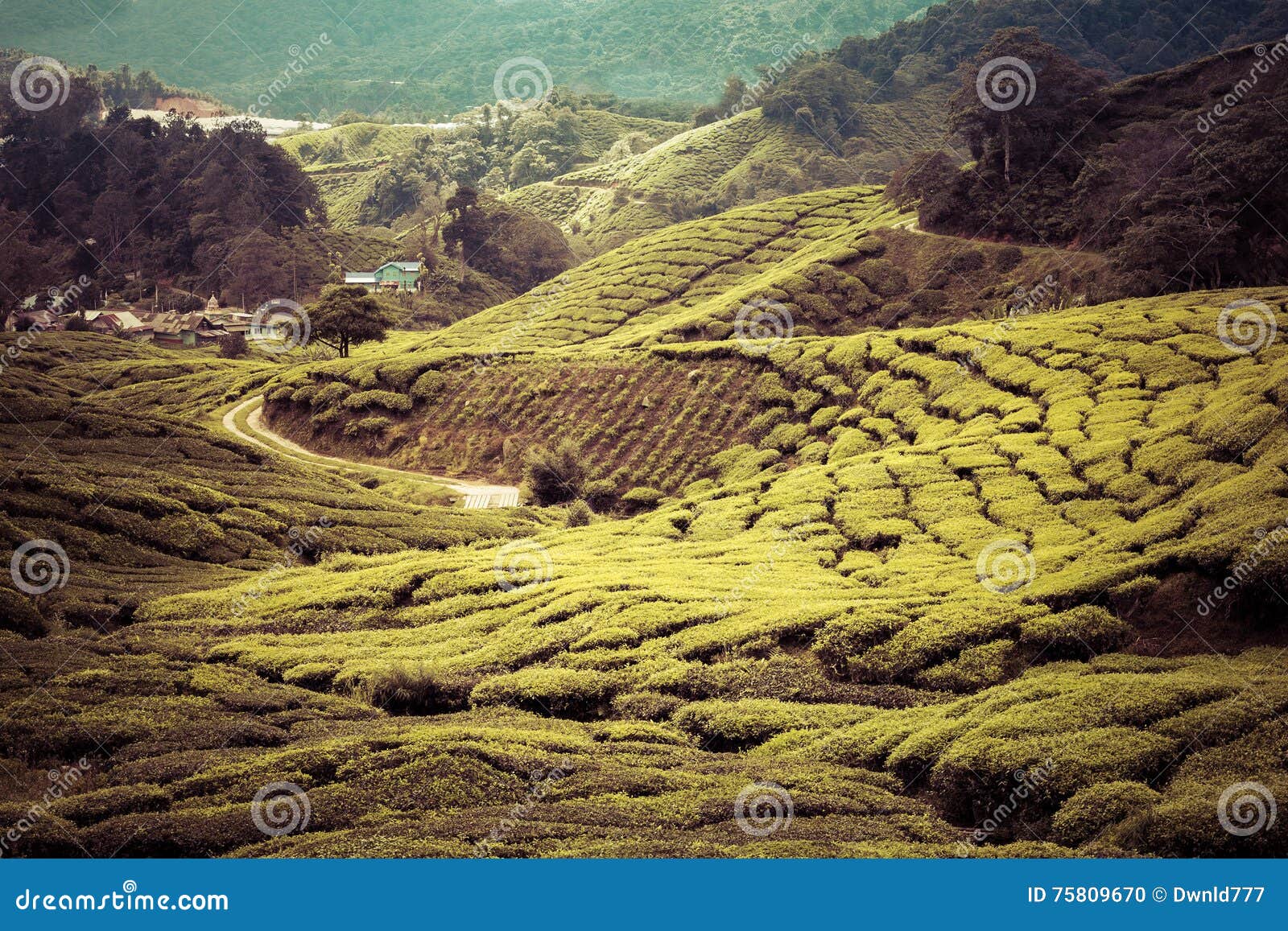 Tea terraces on plantation stock photo. Image of rolling - 75809670